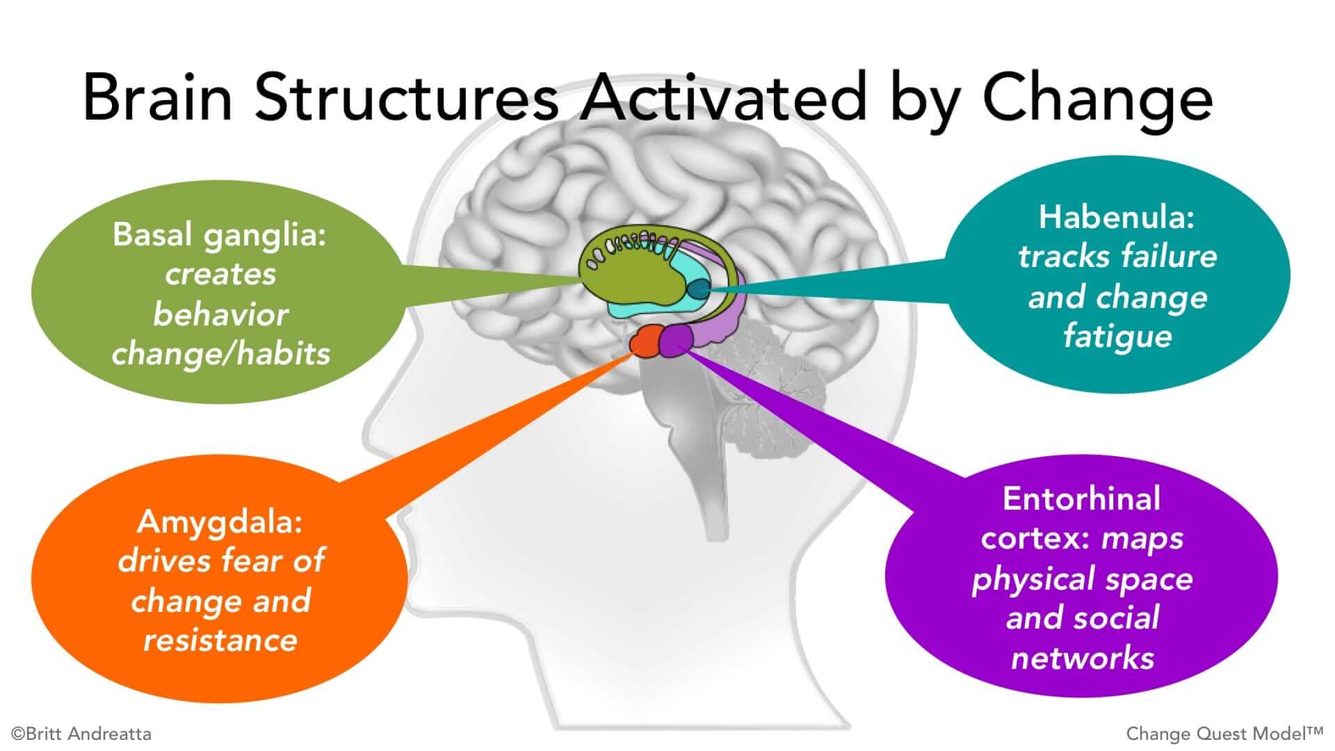 Brain structures Post - Britt Andreatta